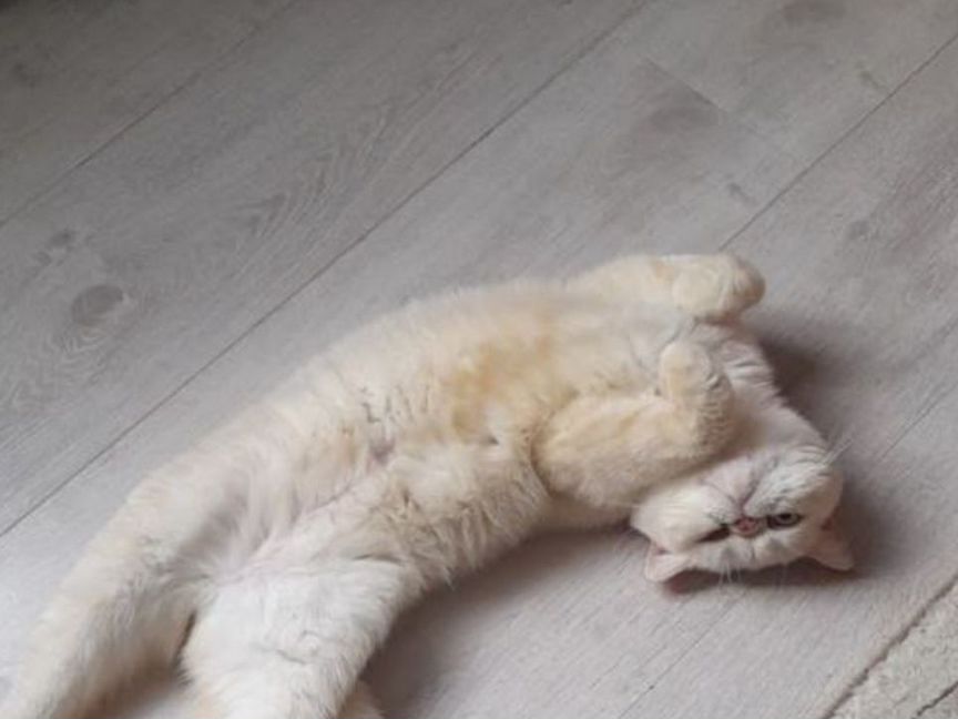 Экзотические котята