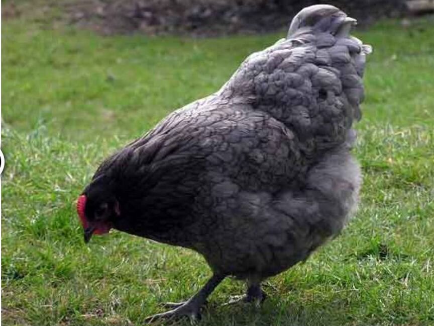 Цыплята доминант Д107