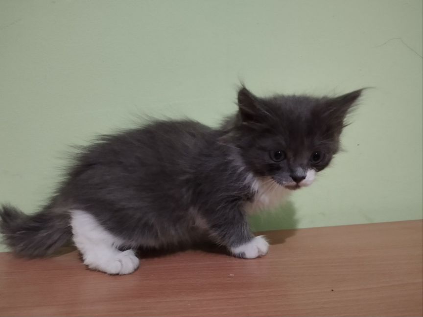 Кот 2 месяца