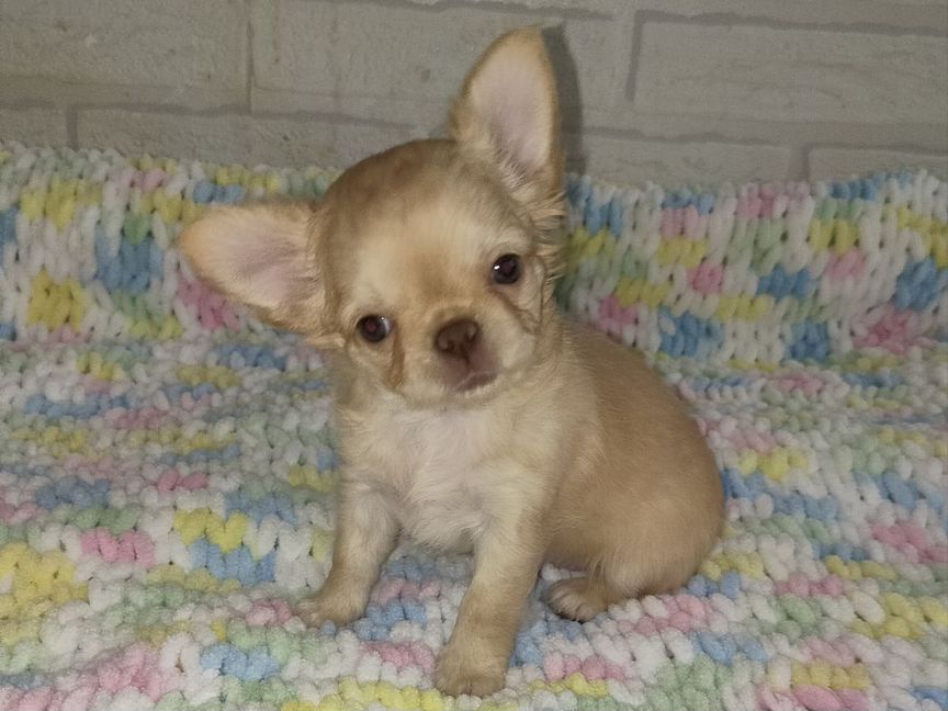 Чихуахуа шикарная мишка