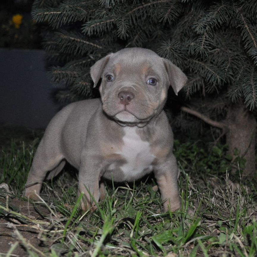 Щенки Американские Булли