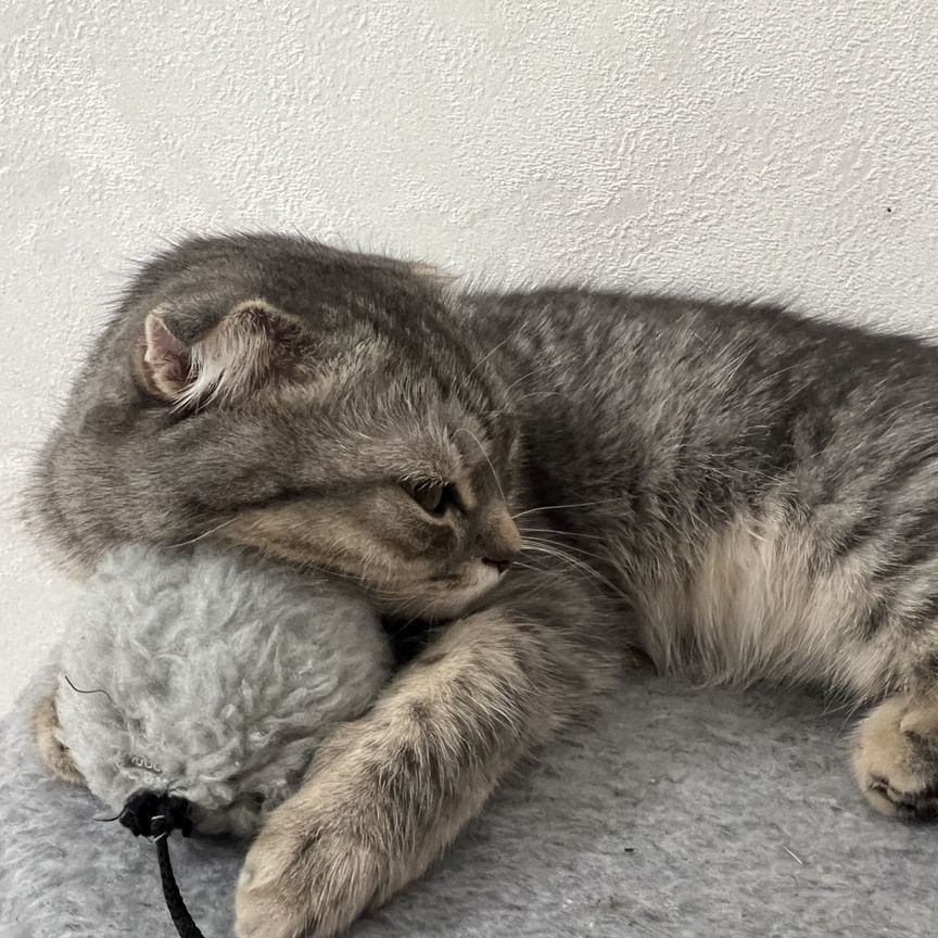Вислоухий шотландский кот на вязку