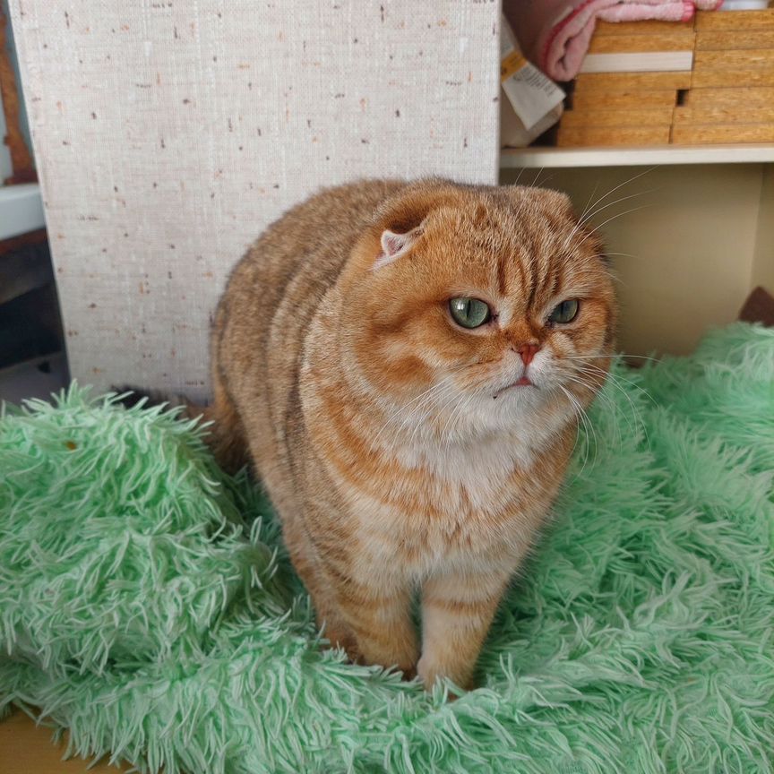 Шотландский кот
