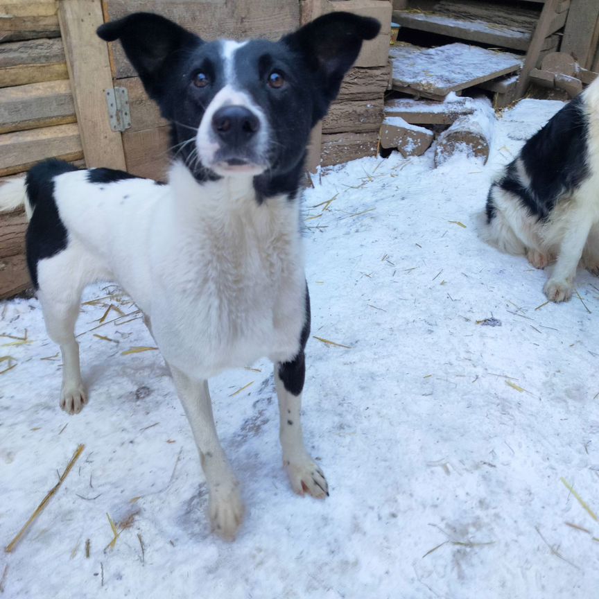 В добрые руки