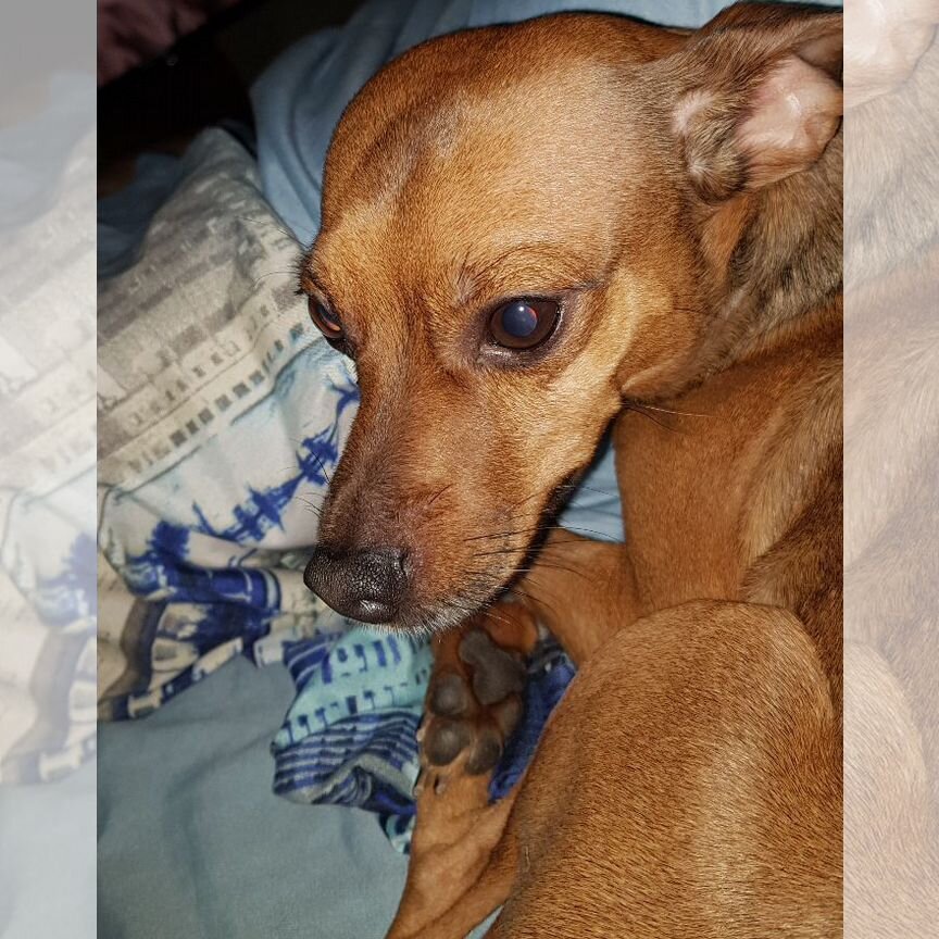 Русский той-терьер, взрослый пёс