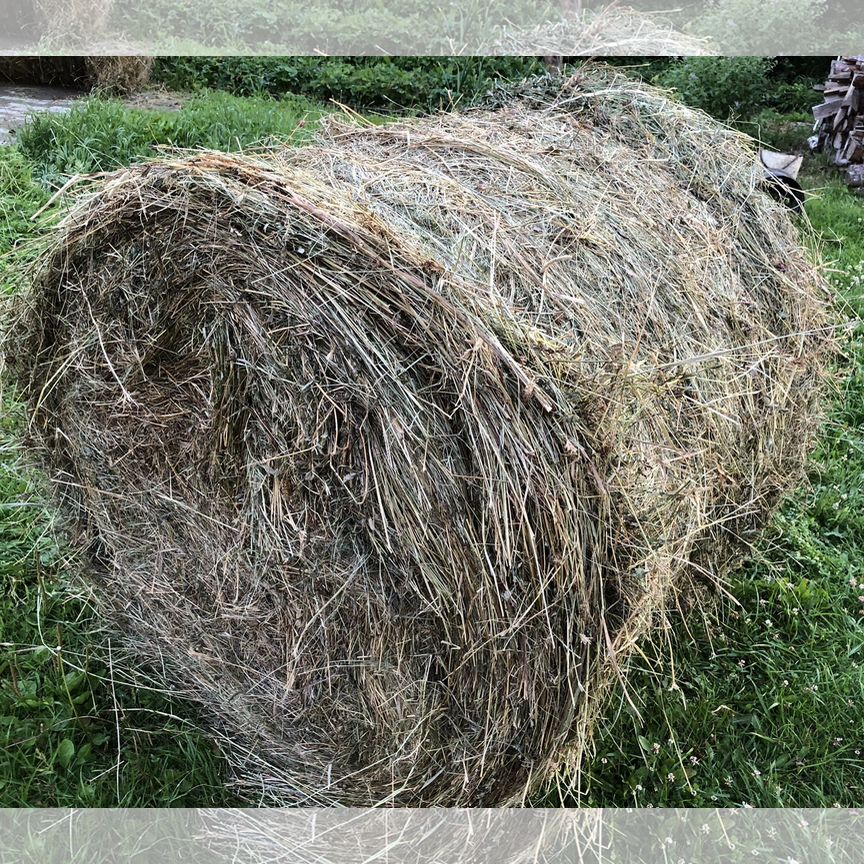 Сено лесное, луговое