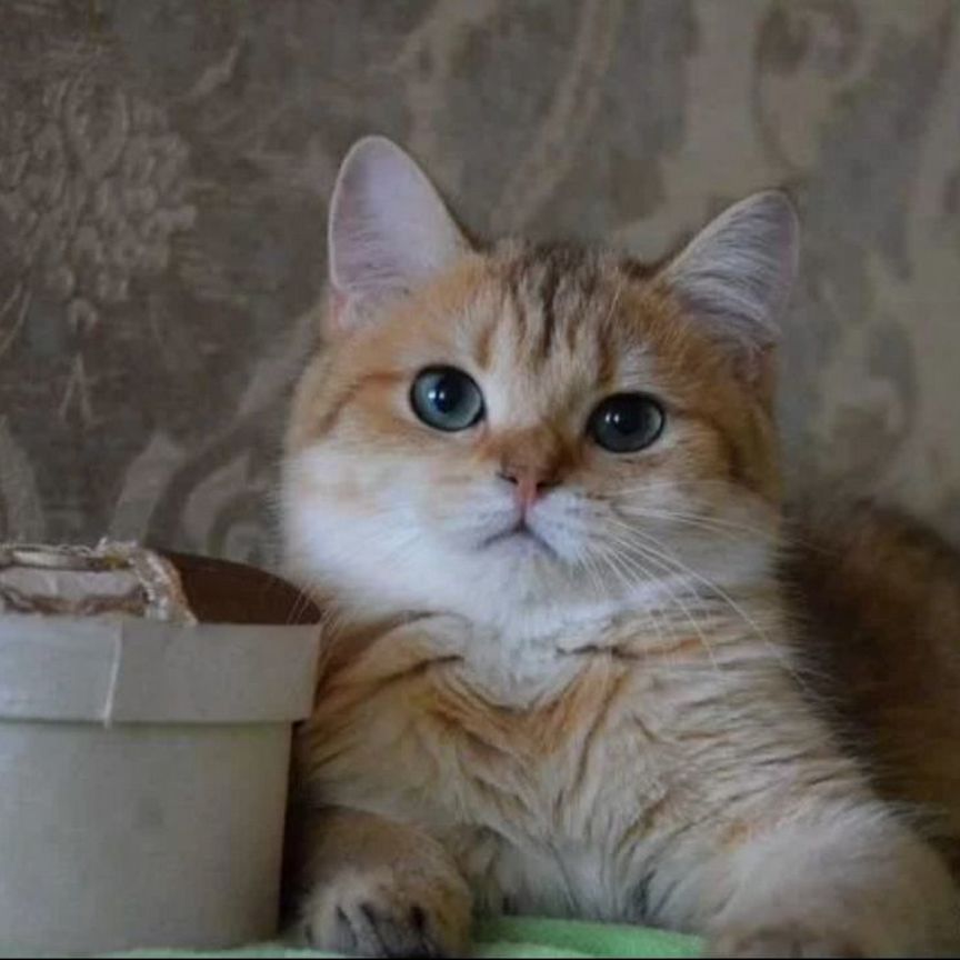 Котик золотая шиншилла, британец