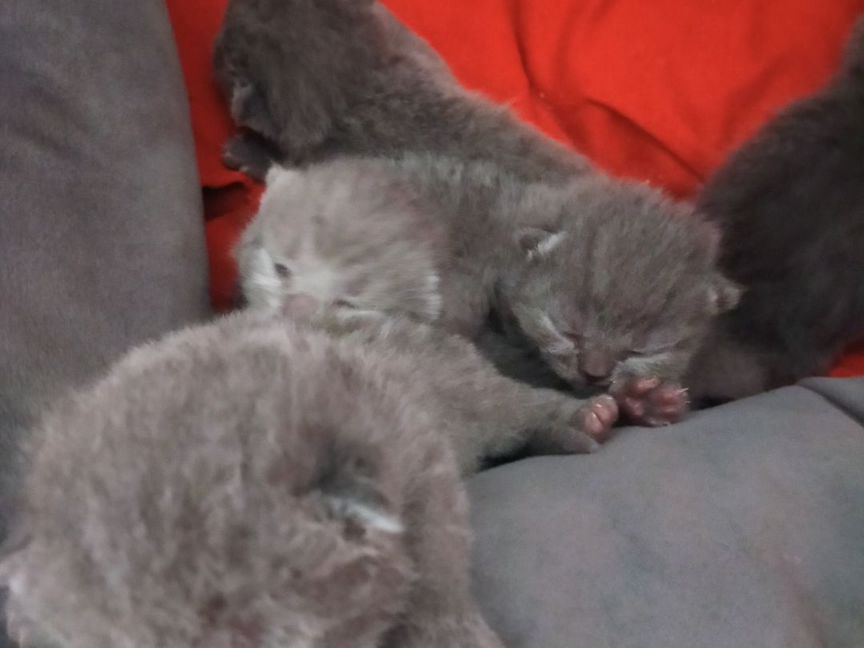 Британские котята