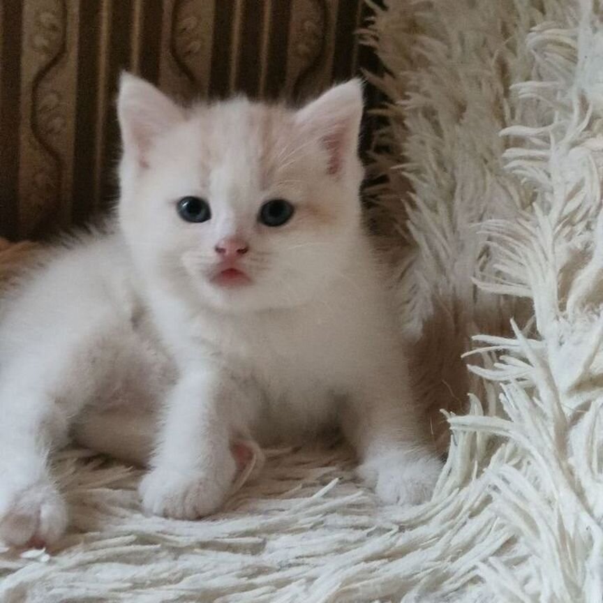 Отдам котенка в добрые руки