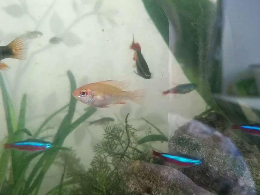 Апистограмма рамирези(золотая)