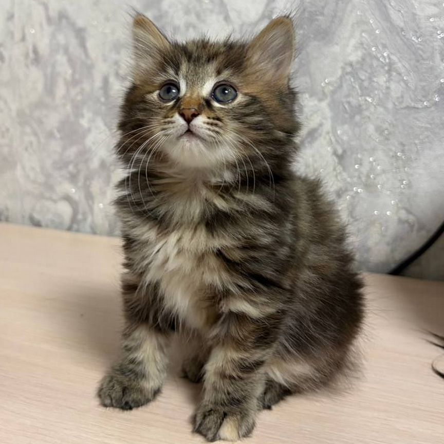 Курильский бобтейл длинношёрстный котёнок