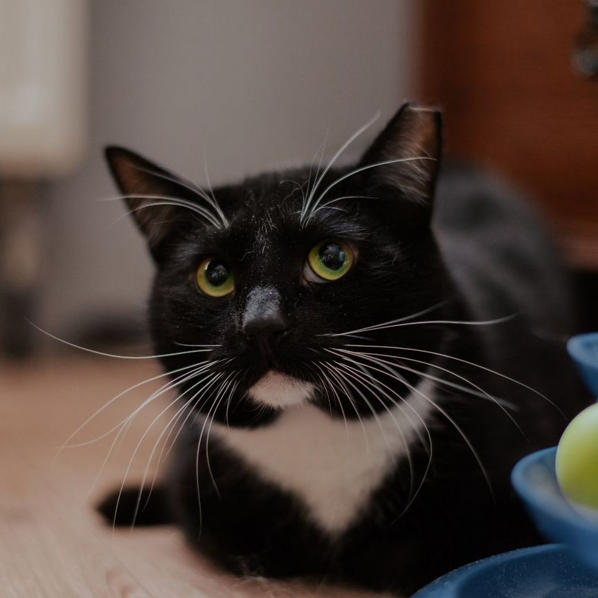Кот Толик