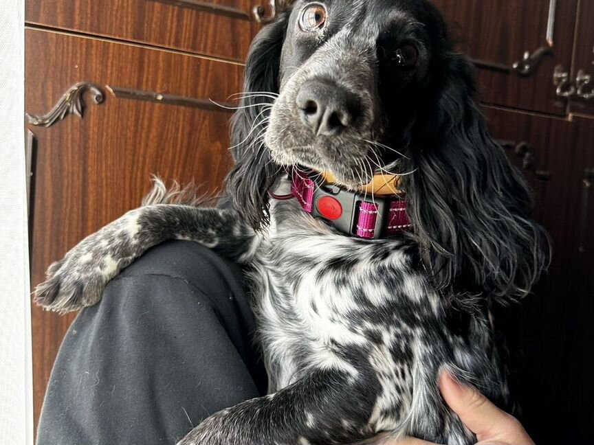 Русский охотничий спаниель