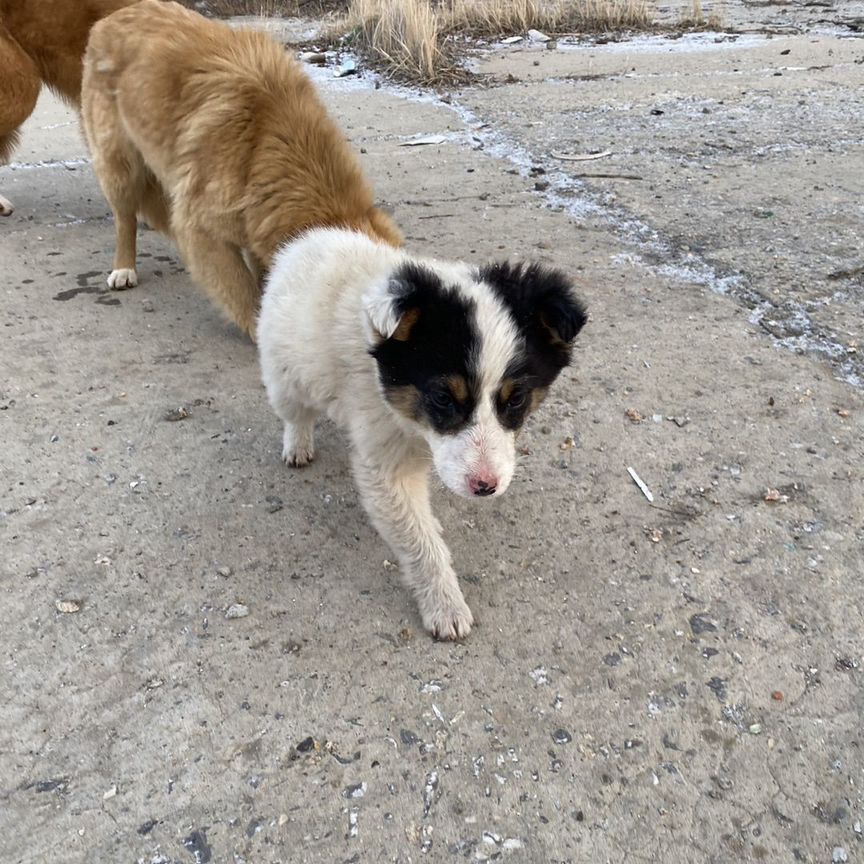 Беленький щенок в добрые руки