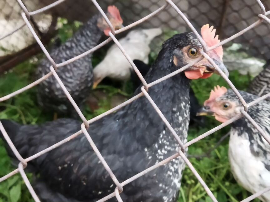 Молодые петухи