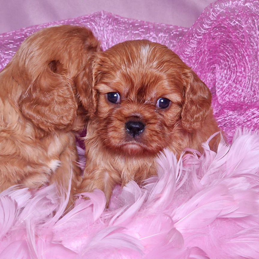 Кавалер Кинг чарльз спаниель