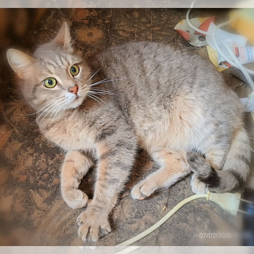 Взрослый кот в добрые руки