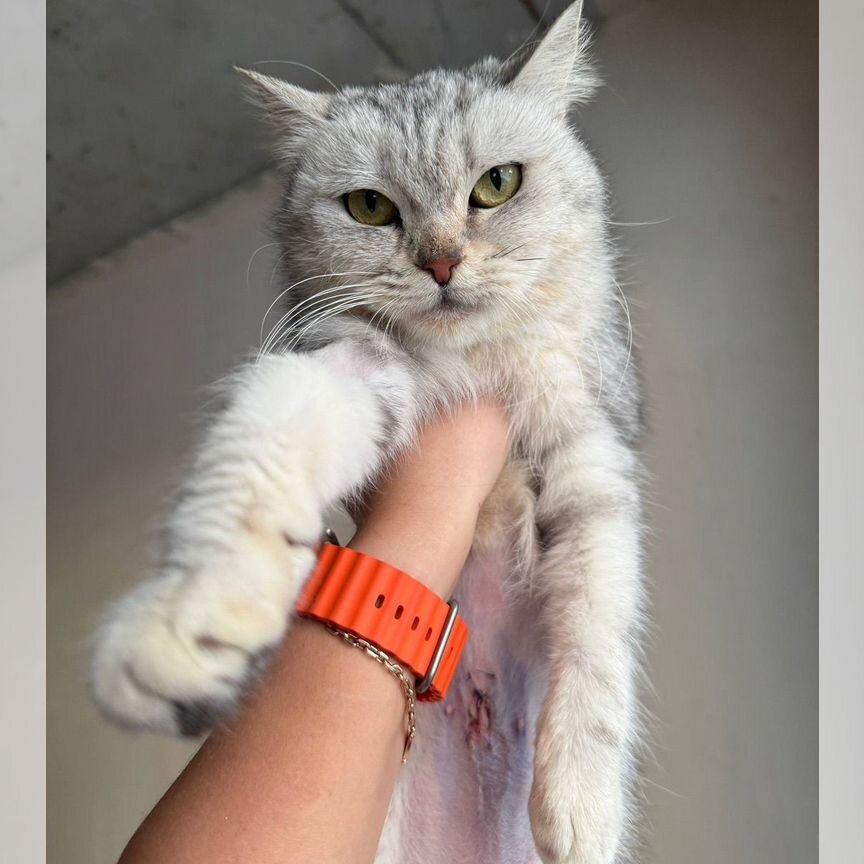 Британский короткошёрстный котёнок