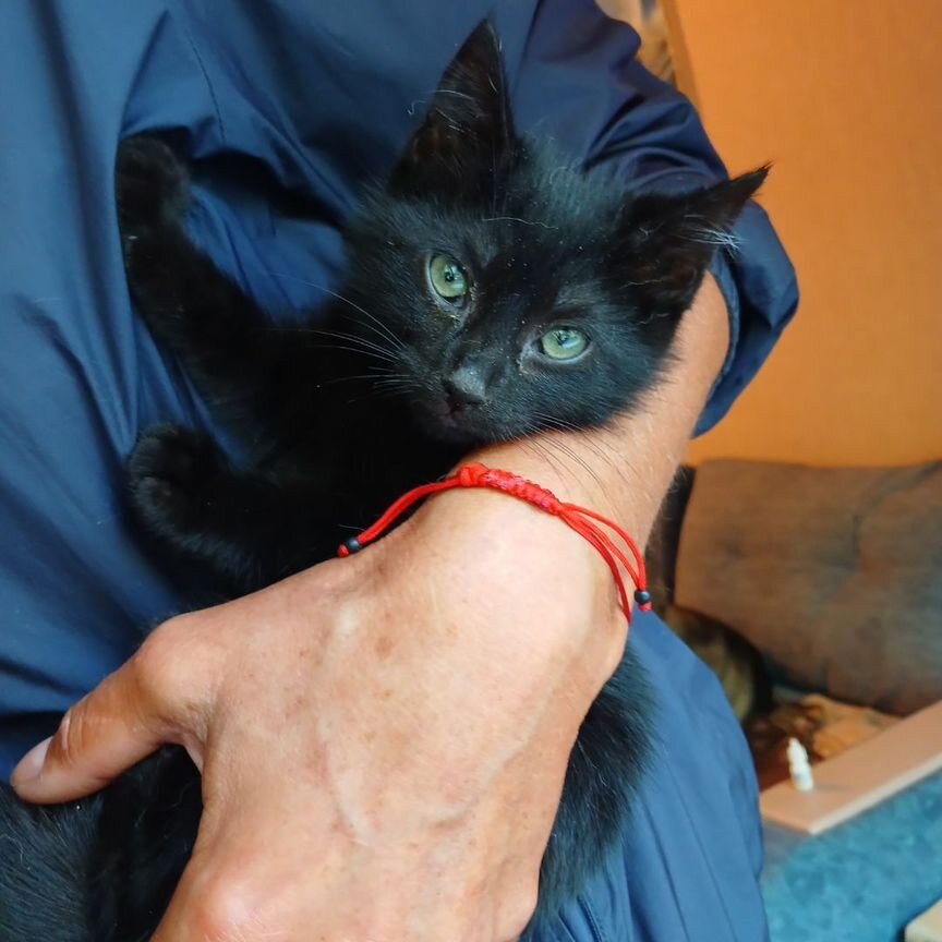 Черный которебенок