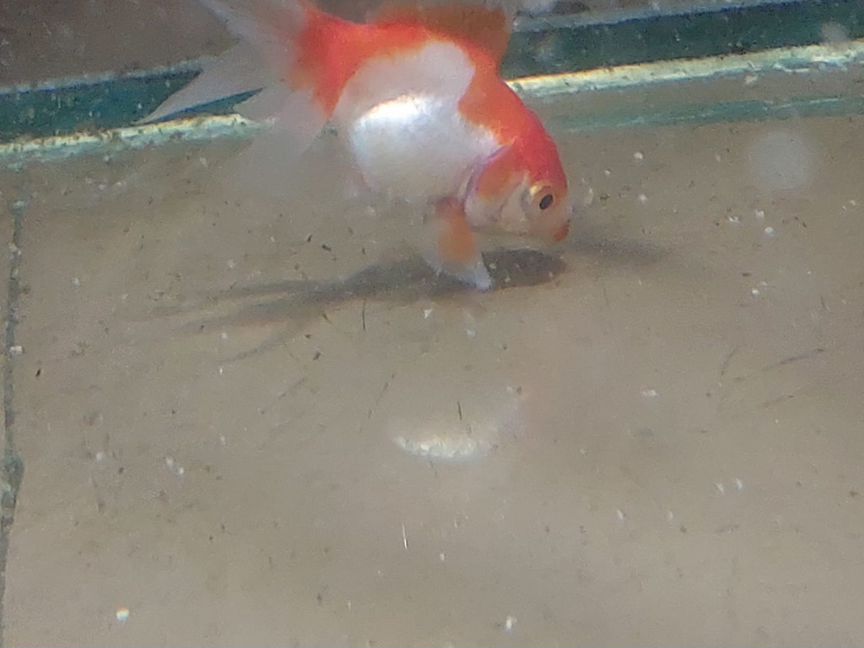 Вуалехвост красно-белый