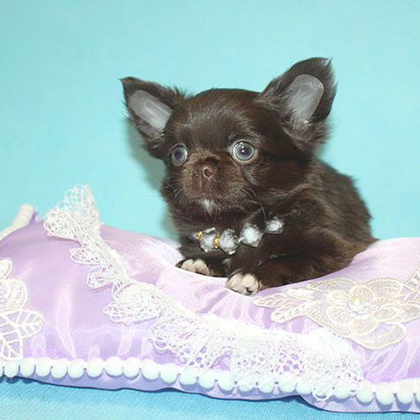 Малыш в шоколаде