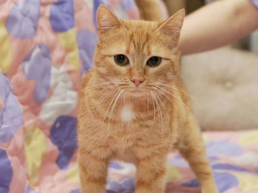 Кошка