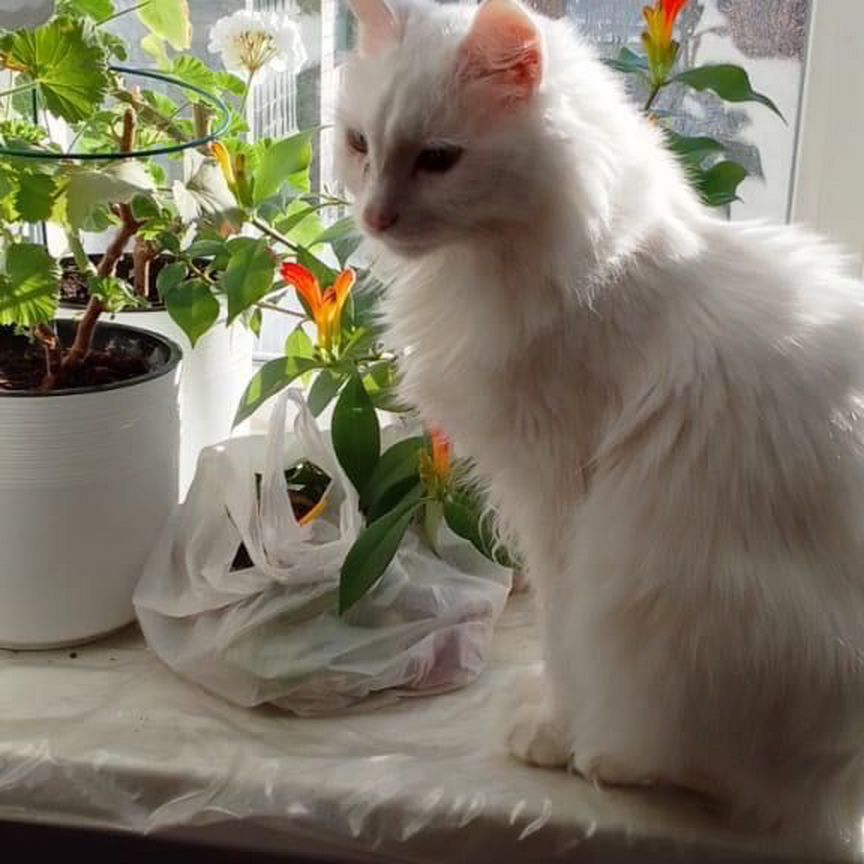 Кот в добрые руки