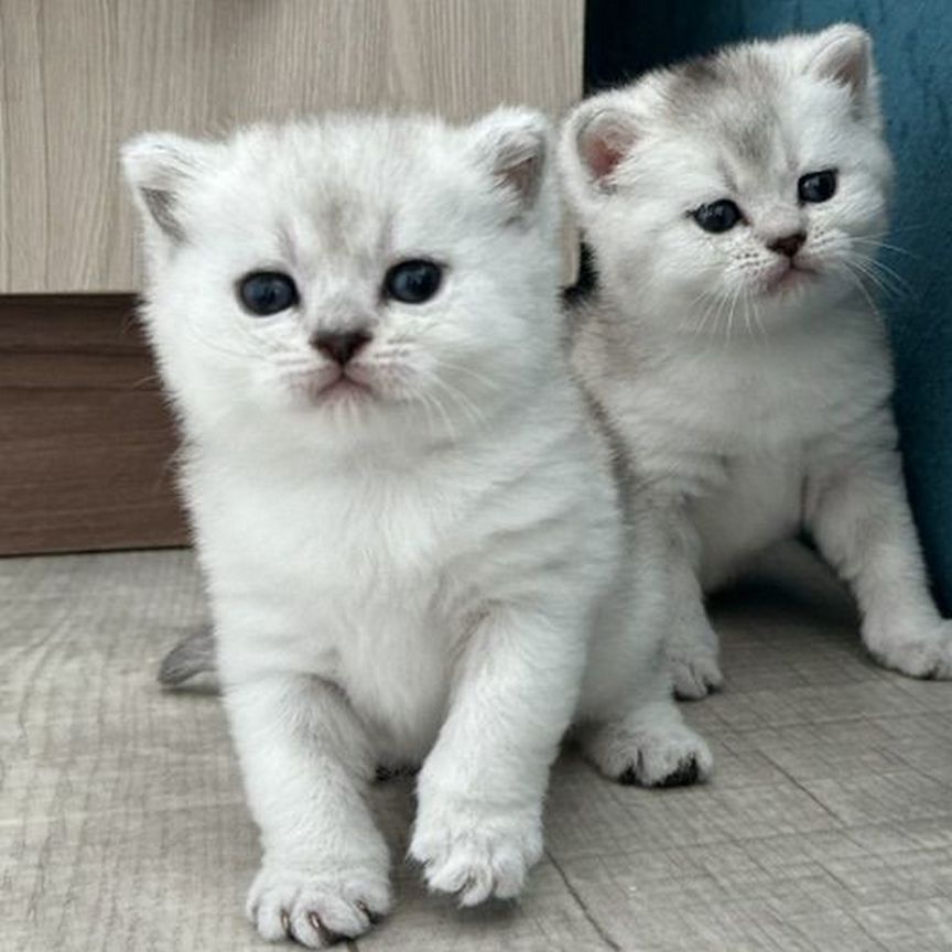 Британский короткошёрстный котёнок