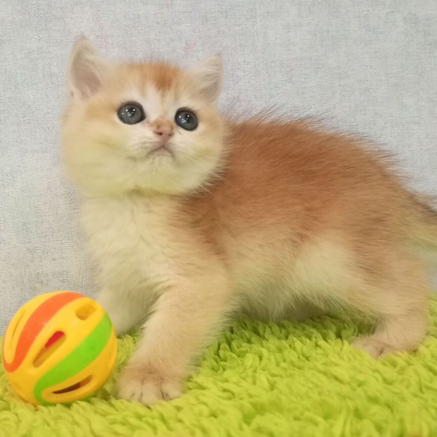 Британский короткошёрстный котёнок