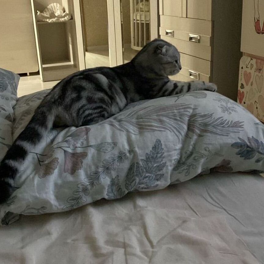 Шотландская вислоухая кошка