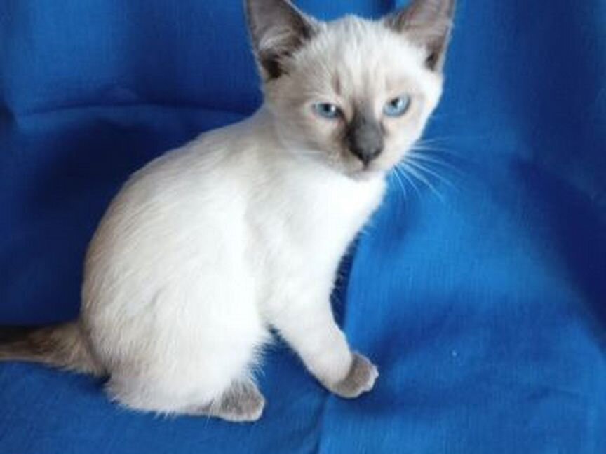 Тайские и Невские Маскарадные (Сибиряк) котята