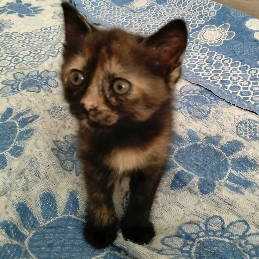 Сибирский котёнок