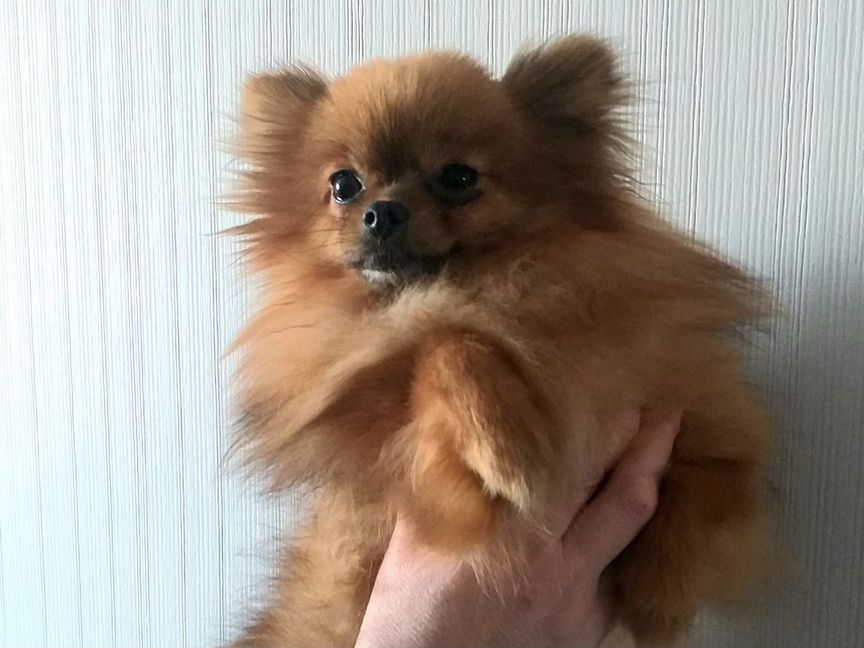 Померанский шпиц