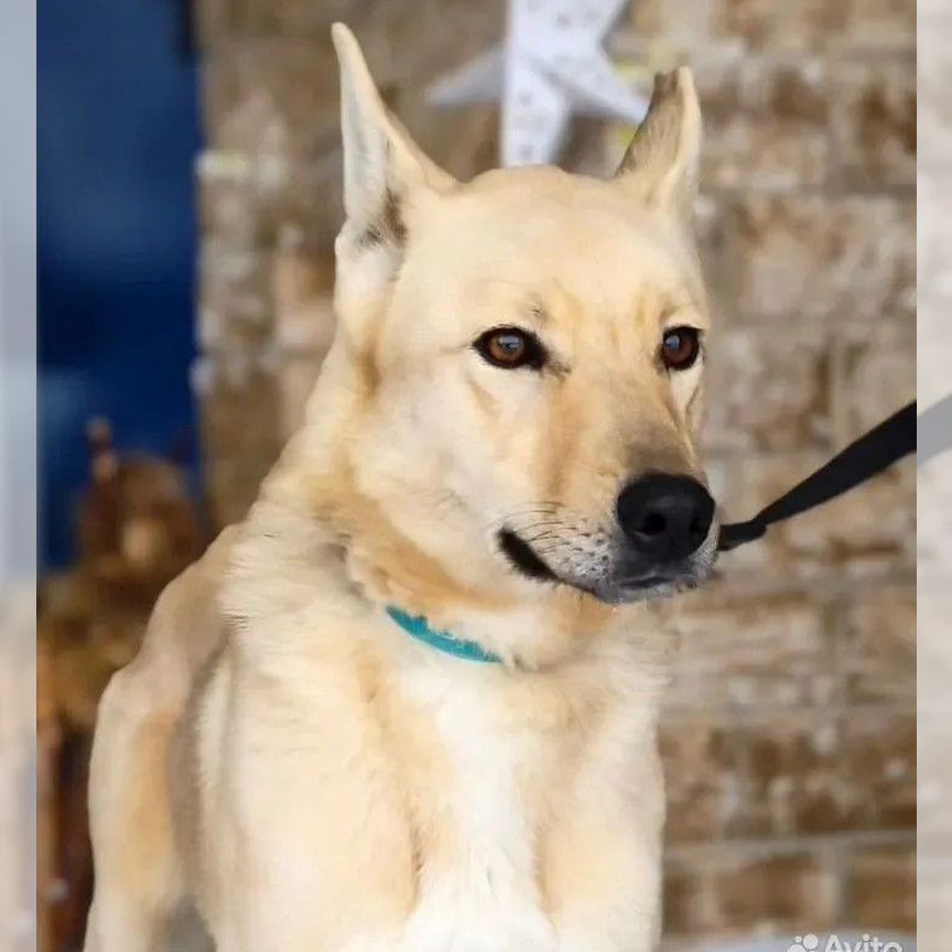 Лабрадор-ретривер, щенок