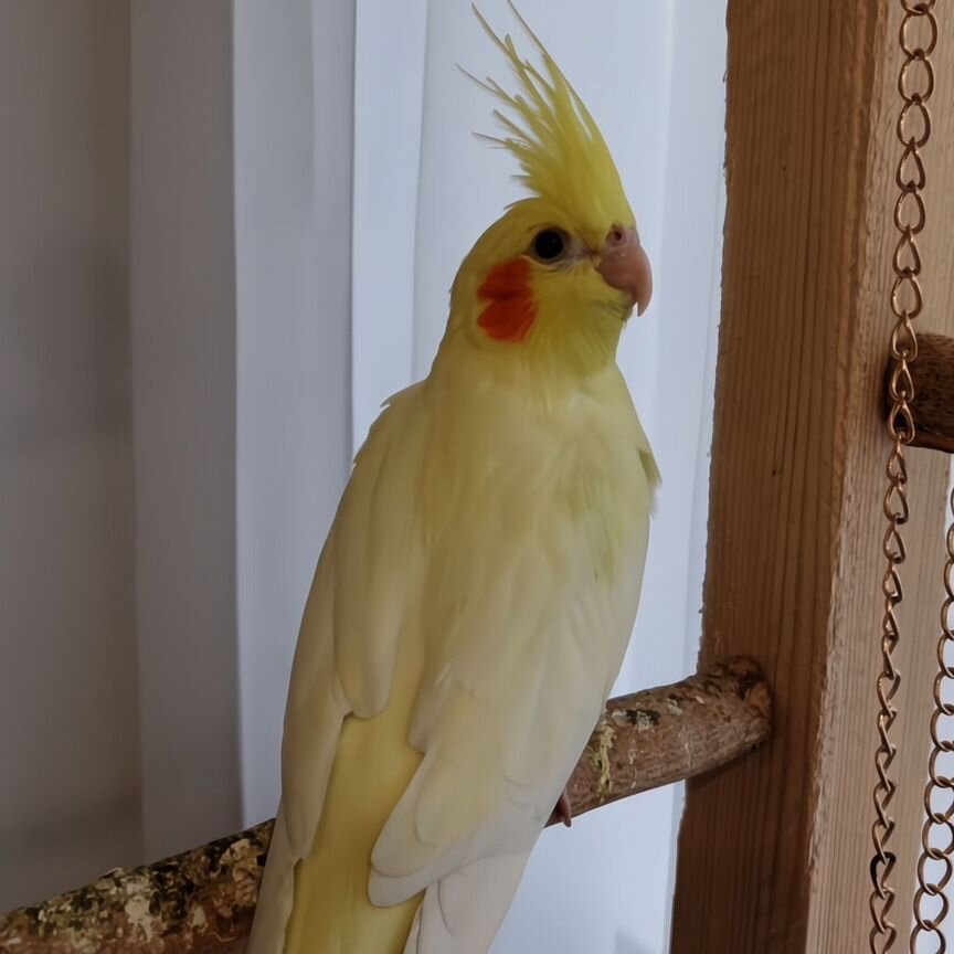 Попугай корелла птенец