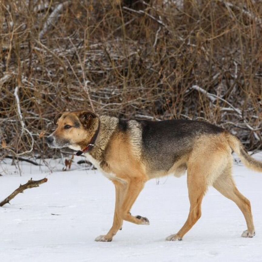Собака в добрые руки отдам бесплатно