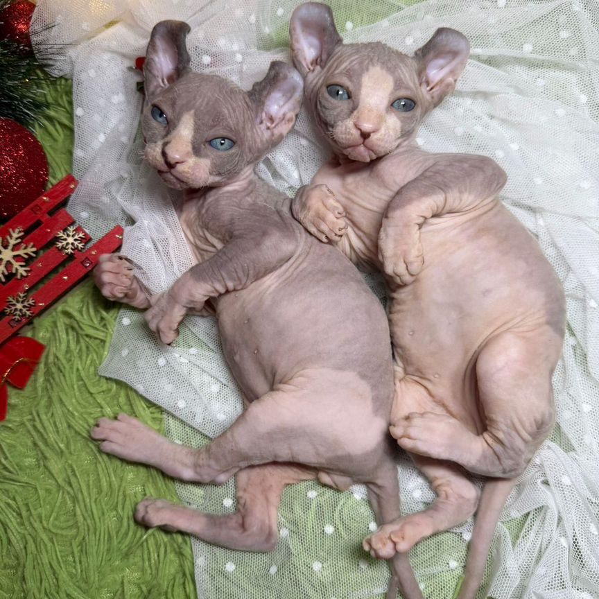 Канадский сфинкс котёнок