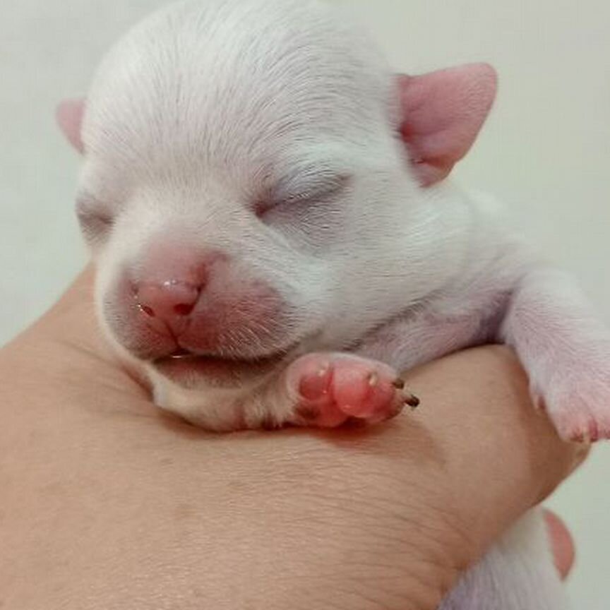 Щенки чихуахуа