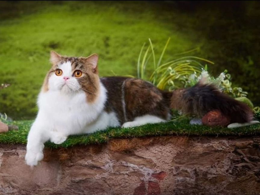 Шотландский котик
