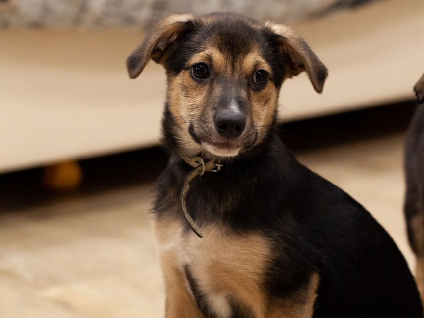 Щенок мальчик спасенный с улицы