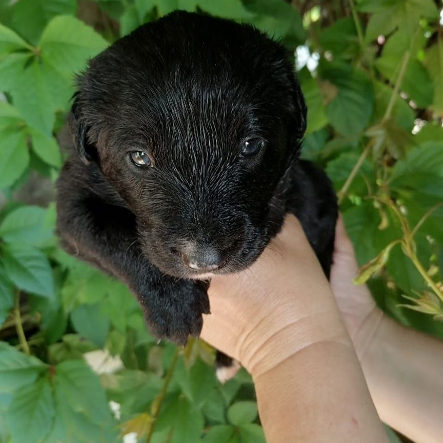 Щенки в добрые руки