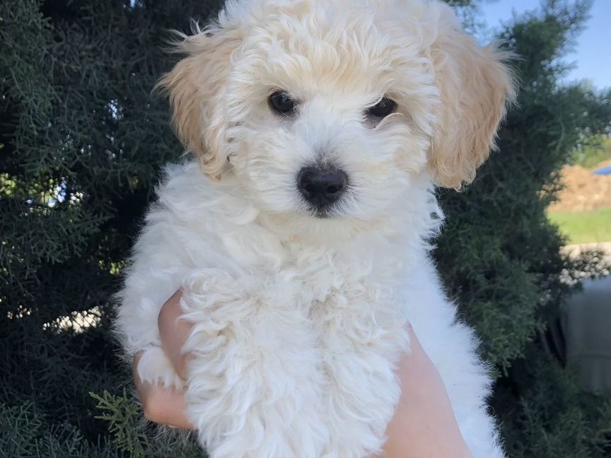 Щенок карликового пуделя