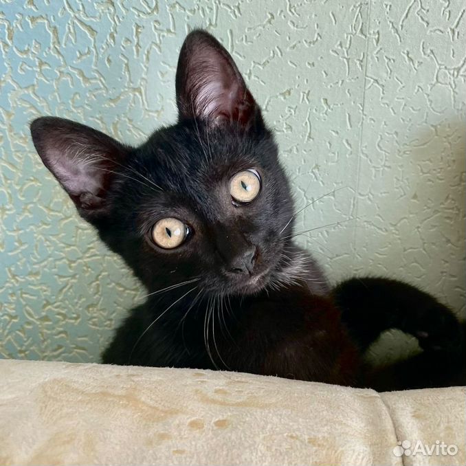 Петр Федотыч - он же Петька