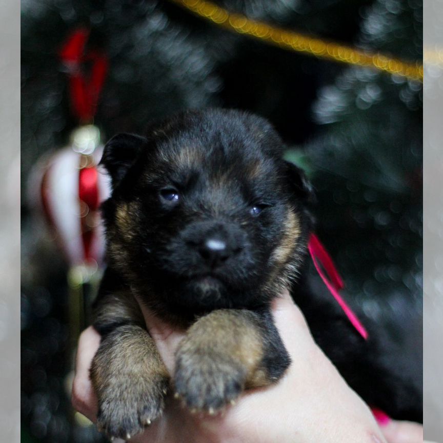 Немецкая овчарка, щенок