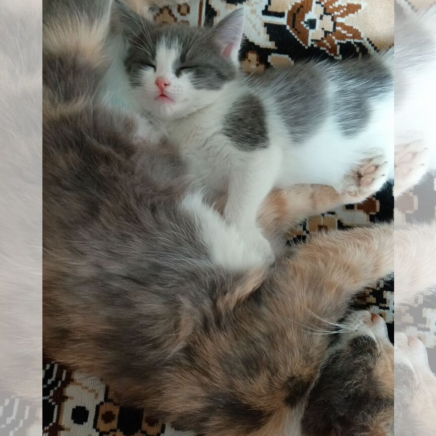 Котёнок в добрые руки