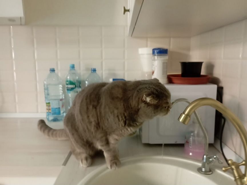 Отдам кота 14 лет,вислоуз,причитой