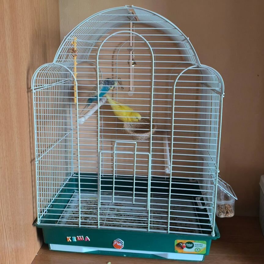 Продам попугая