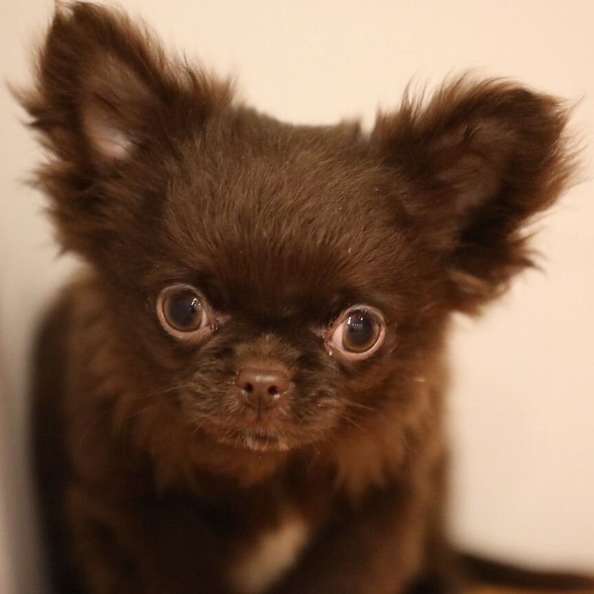 Чихуахуа, щенок