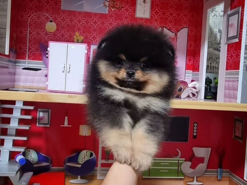 Красивый, породный мини мальчик