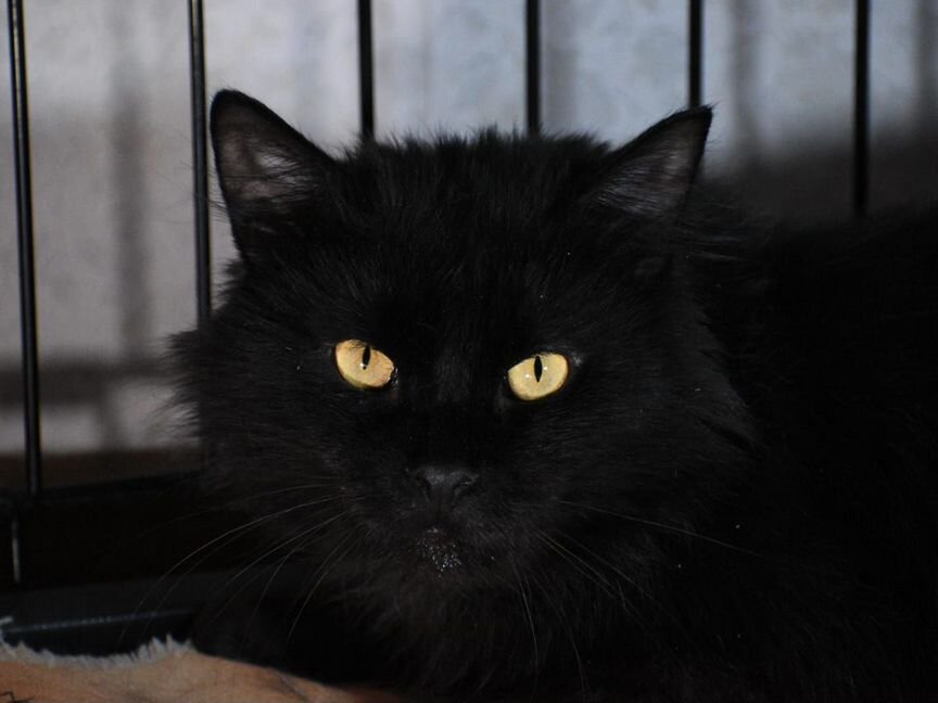 Кошки в добрые руки